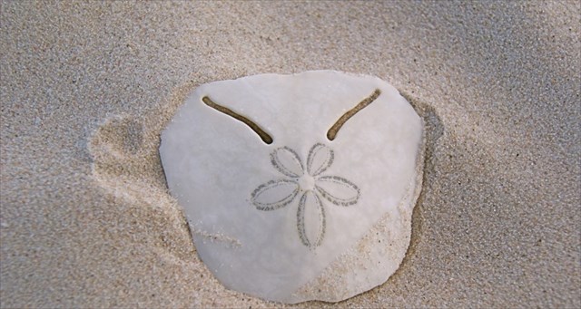 GC62E03 Pansy Shell (Echinodiscus bisperforatus) (Traditional Cache) in ...