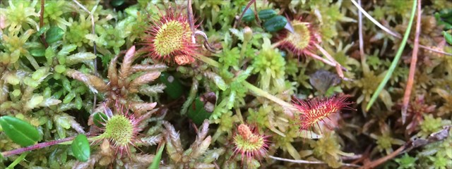 GC5Y99G Kihokki (Unknown Cache) in Etelä-Savo, Finland created by maltsa