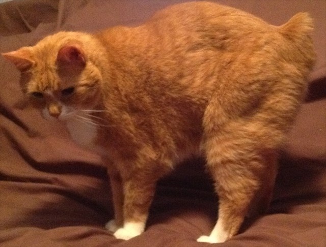 GC3F6GA Poof the Cat (Unknown Cache) in Illinois, United States created ...