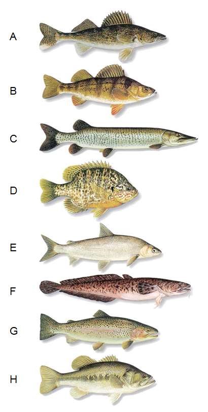 GC62TXZ CA6-LES POISSONS DU QUÉBEC (Unknown Cache) in Québec, Canada ...