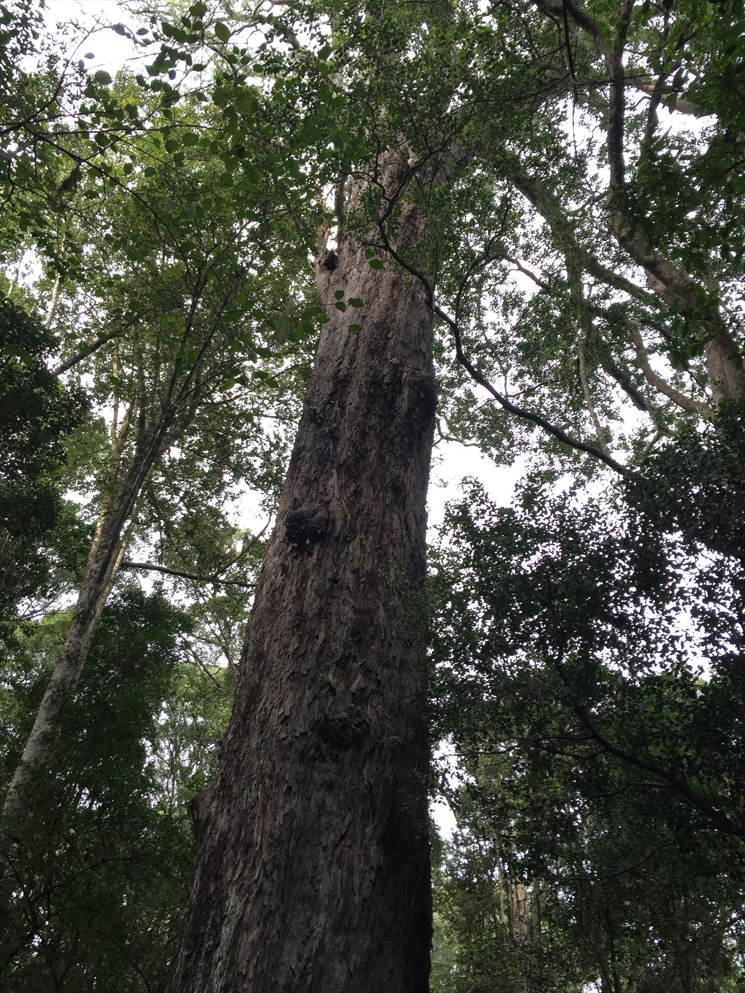 South African National Tree Yellowwood