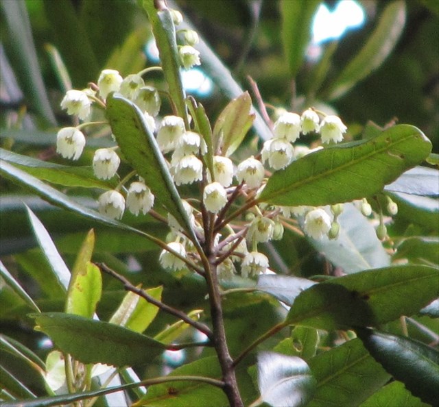 GC5NNFX NZ Native Trees #9 – Hinau (Wellington) (Traditional Cache) in ...
